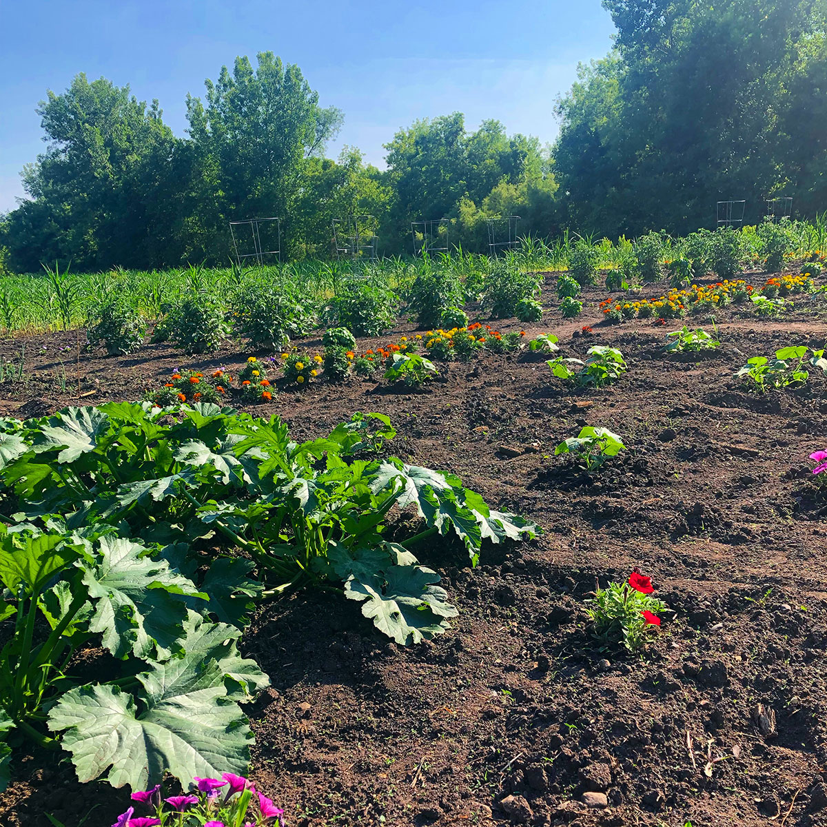 Allie's Gardens